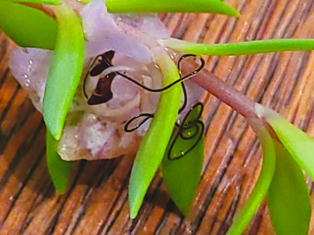 This ‘hair’ turns out to be a worm | News, Sports, Jobs - The Vindicator